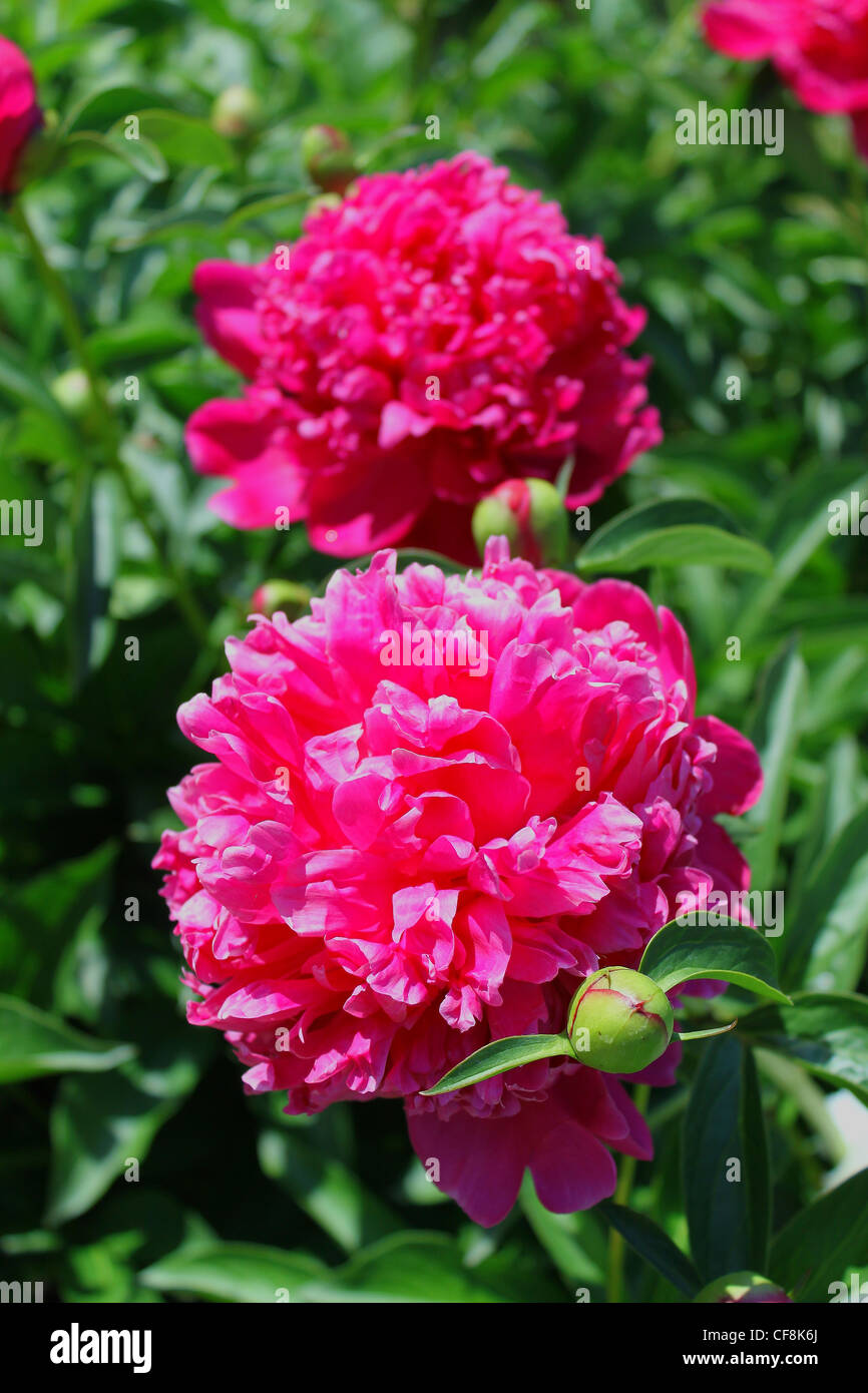 Red peonies hi-res stock photography and images - Alamy