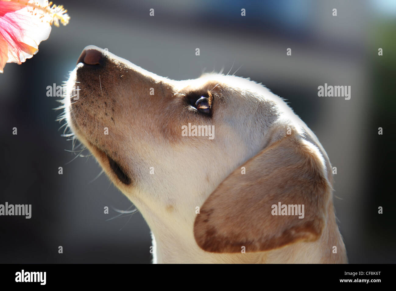 Labrador dog sniffing Stock Photo - Alamy