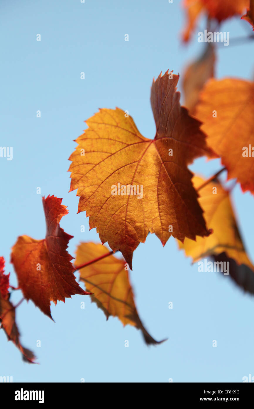 Vine leave hi-res stock photography and images - Alamy