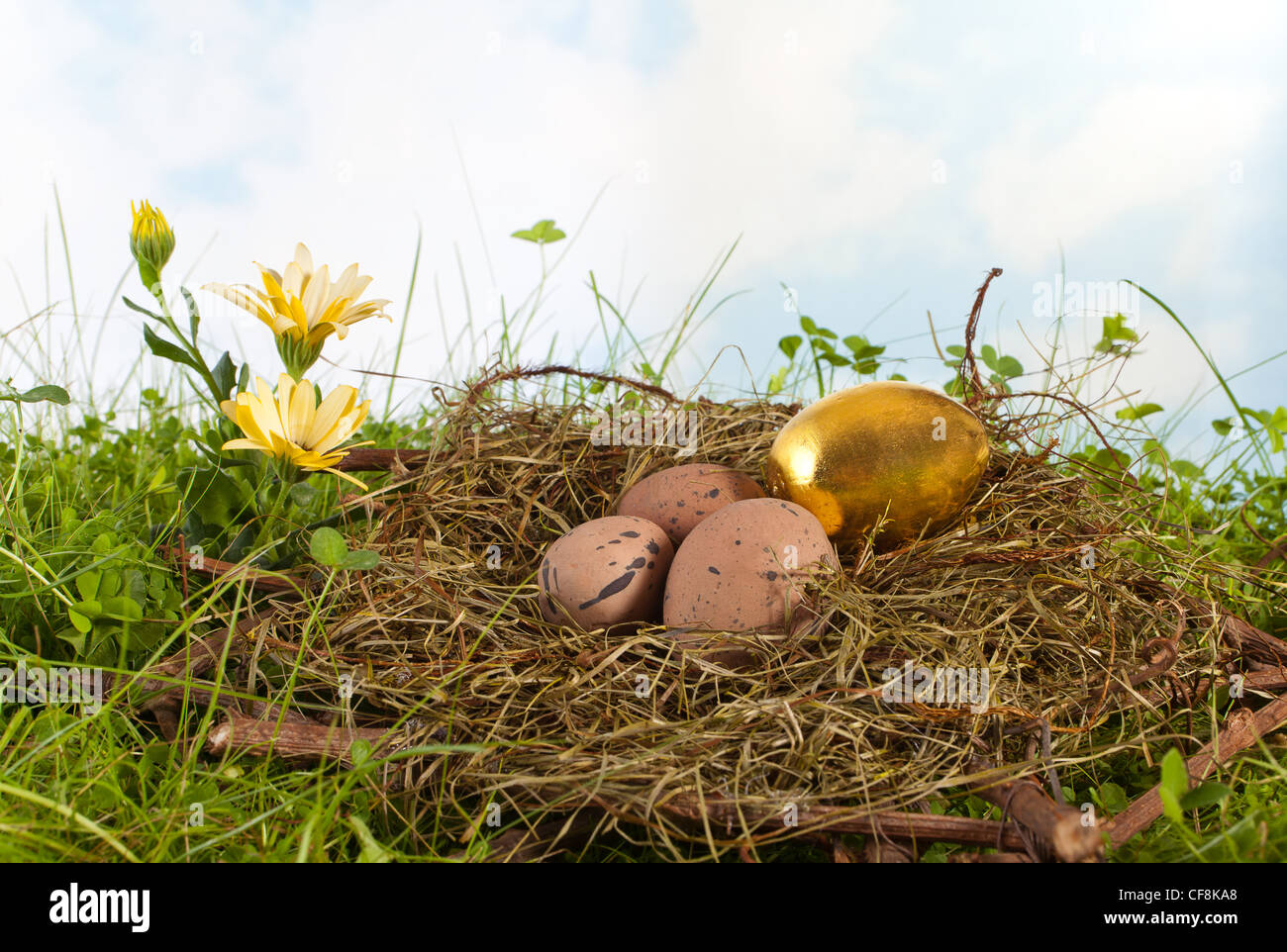 Golden clover hi-res stock photography and images - Alamy