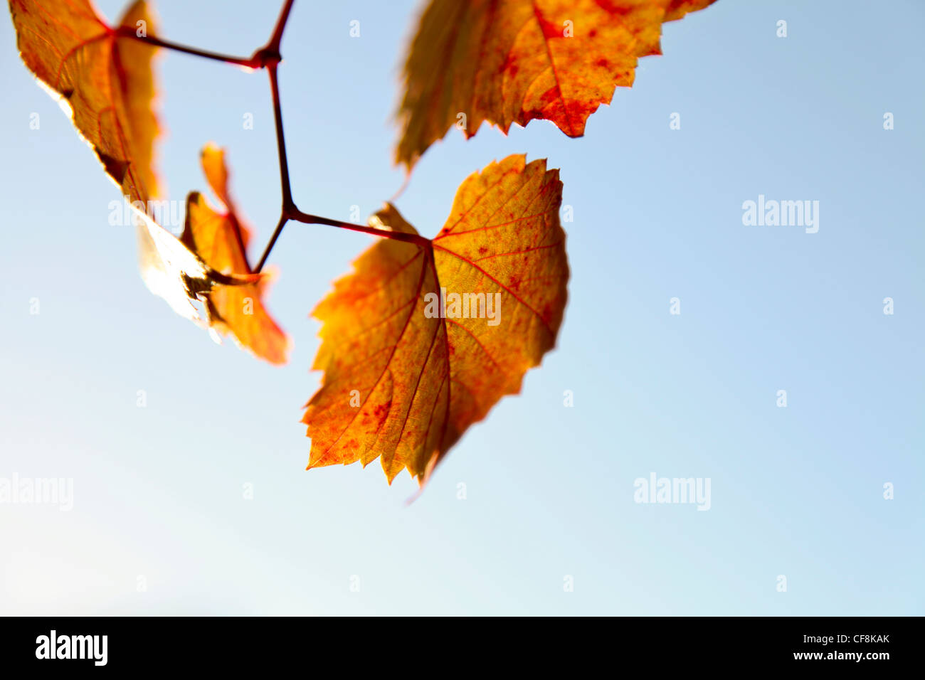 Leave and vine hi-res stock photography and images - Alamy