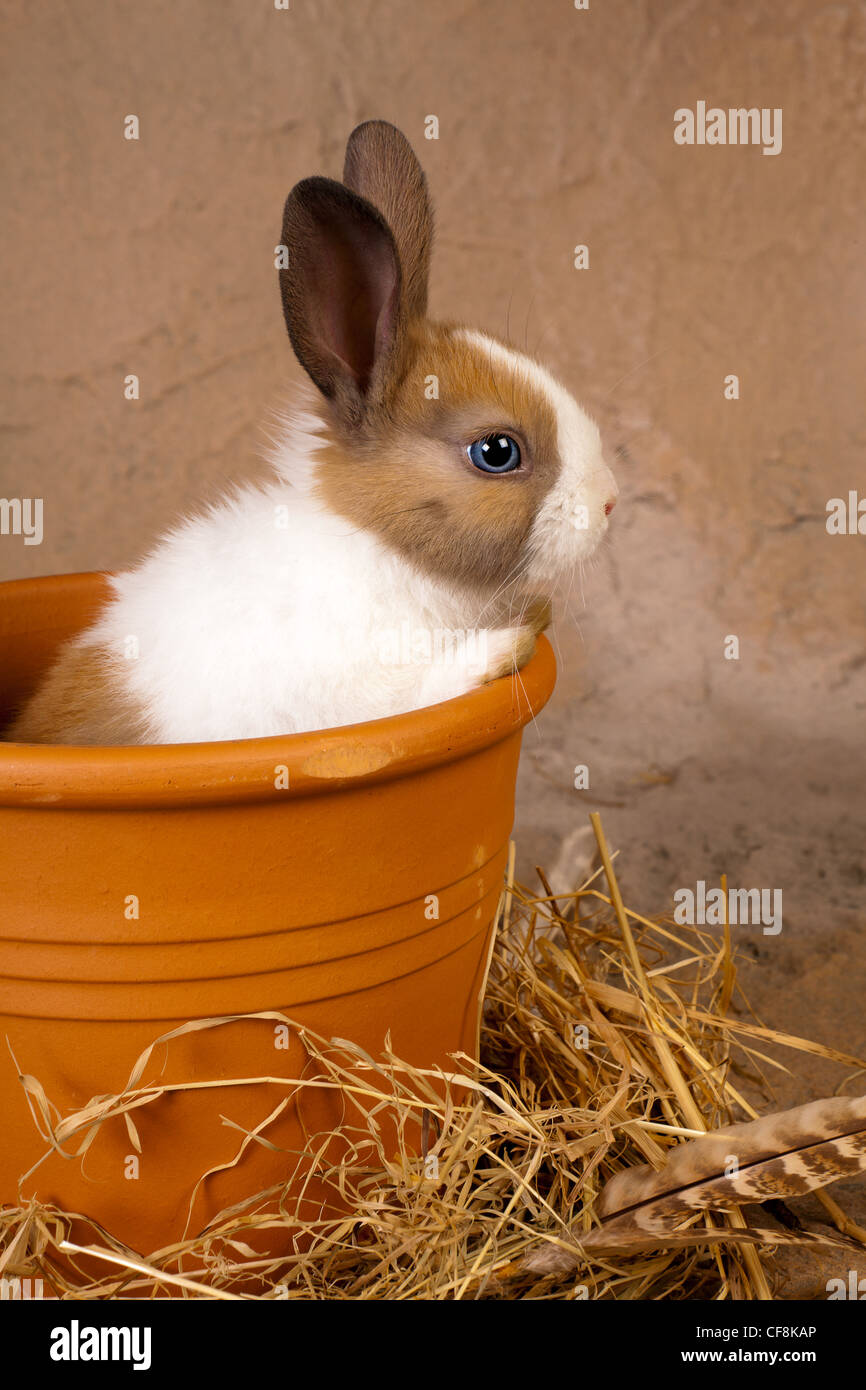 Newborn rabbits hi-res stock photography and images - Alamy