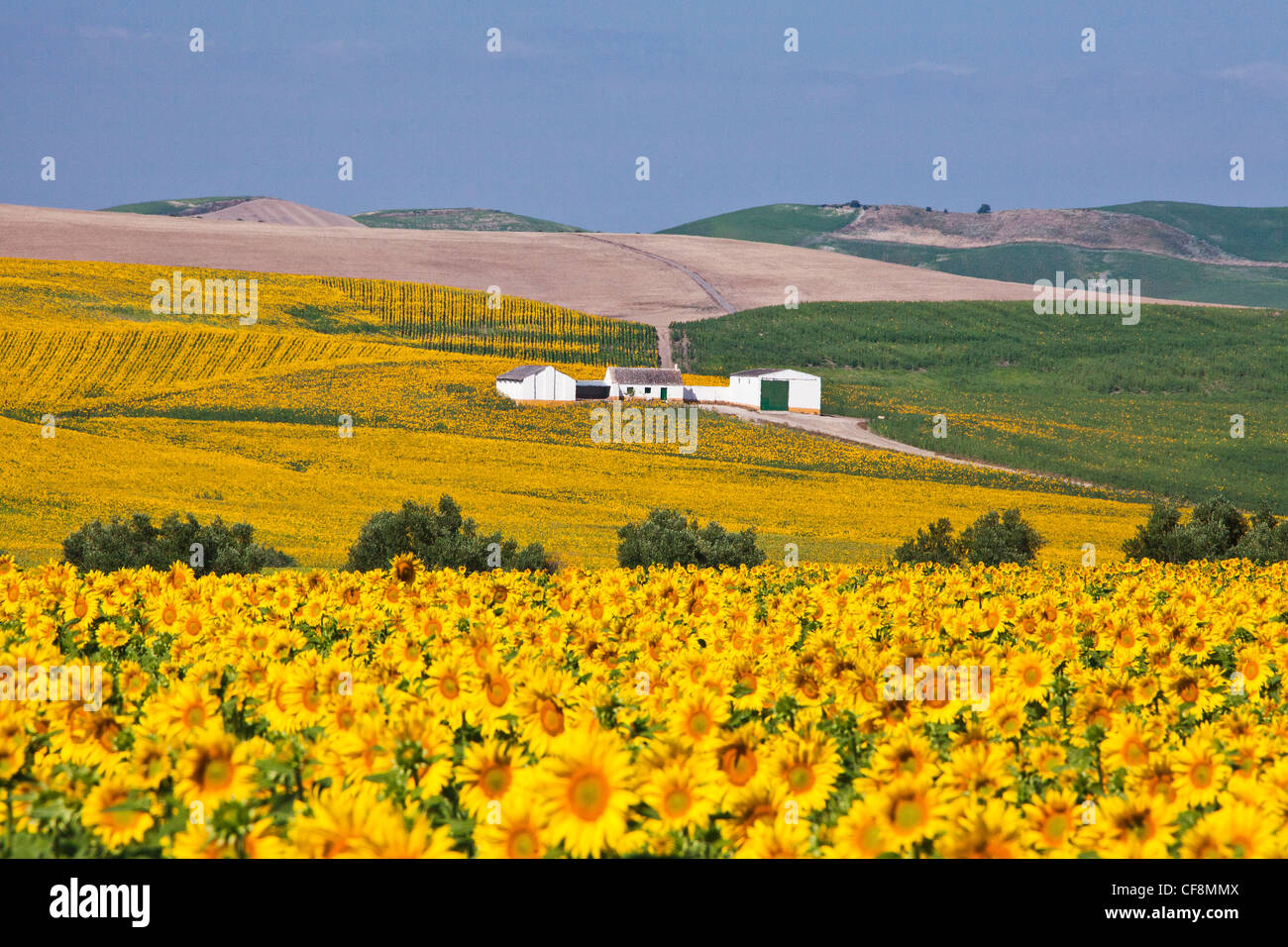 Spain, Europe, Andalucia, Sunflowers, fields, country house, morning ...