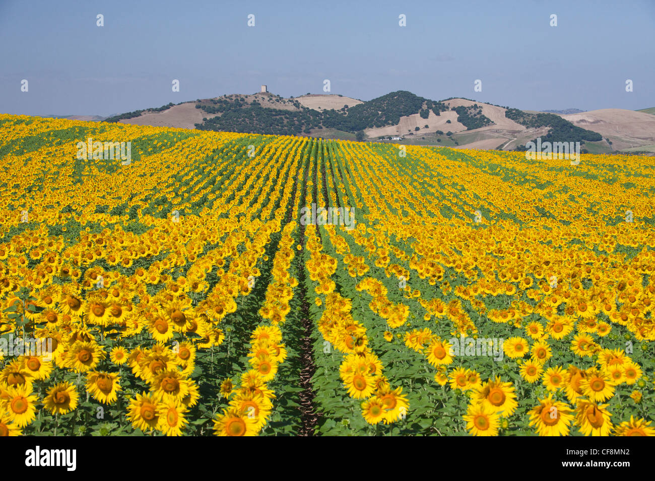 Spain, Europe, Andalucia, Sunflowers, fields, agriculture, landscape ...