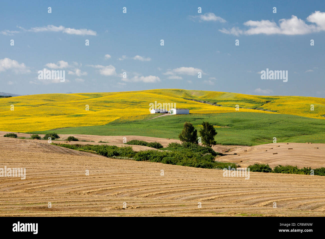 Spain, Europe, Andalucia, Wheat, Sunflowers, agriculture, fields ...