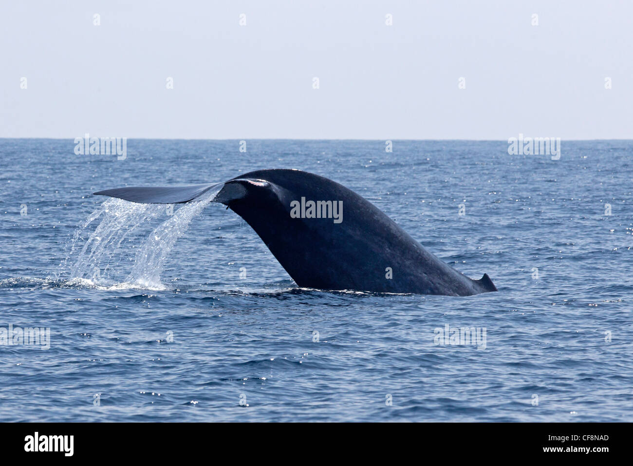 Blue whale hi-res stock photography and images - Alamy