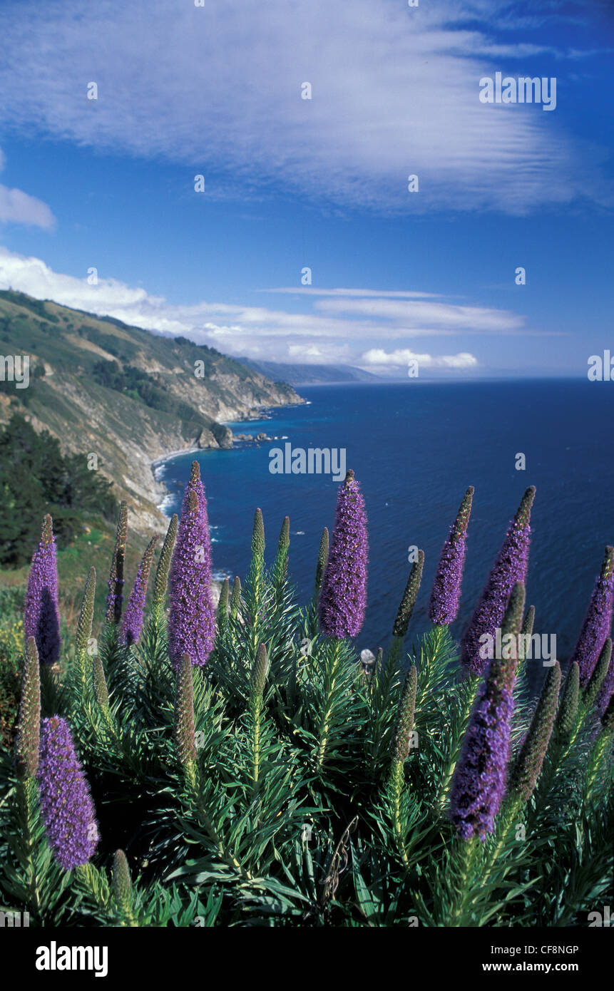 Spring Flowers, Pacific coast, Big Sur, California, USA, United States ...