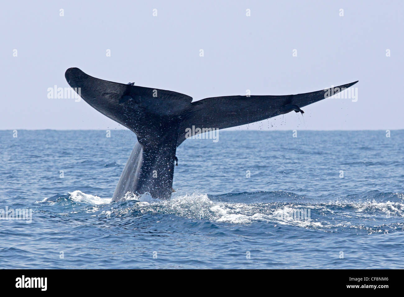Blue whale hi-res stock photography and images - Alamy