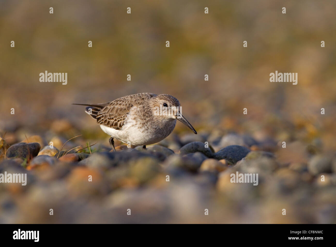 Dunlin Calidris alpina on shingle beach in winter Stock Photo - Alamy