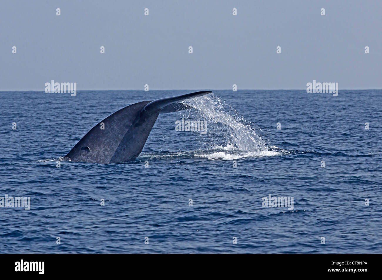 Tail raised hi-res stock photography and images - Alamy