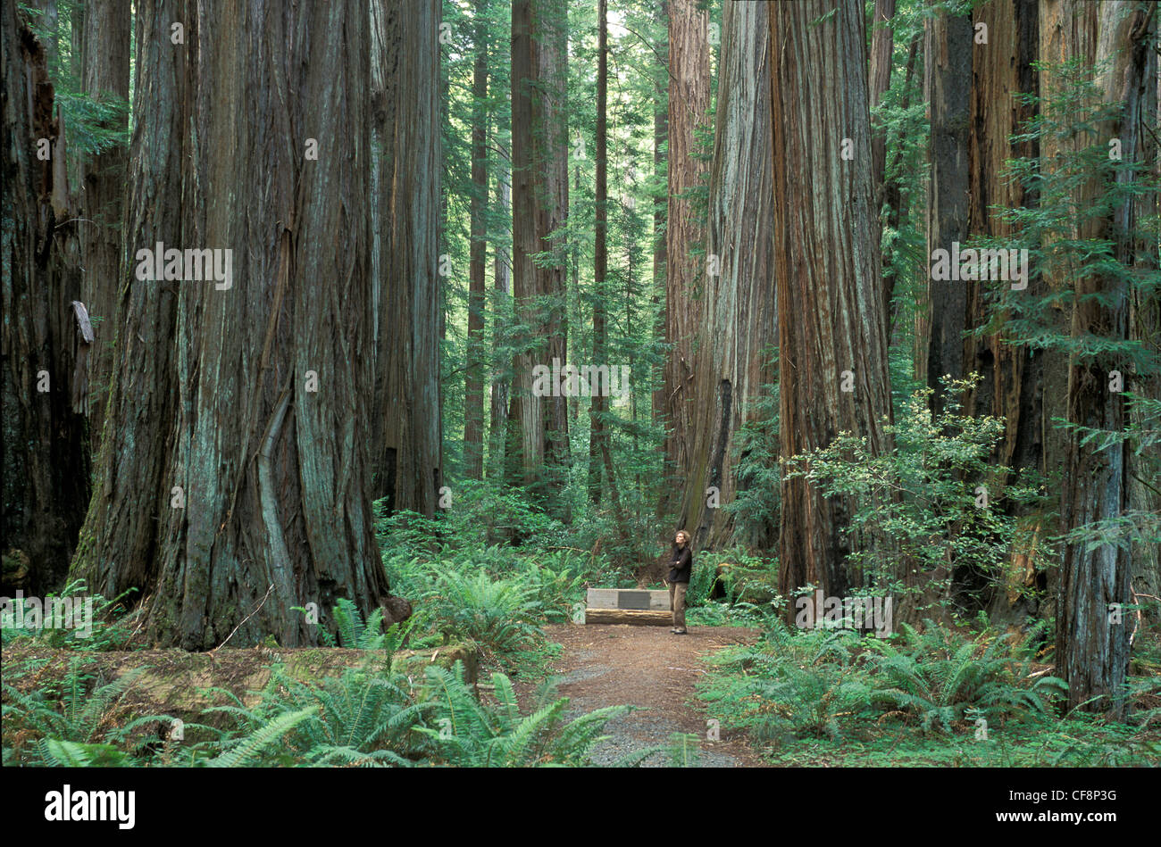 Humboldt Redwoods, State Park, California, USA, United States, America ...