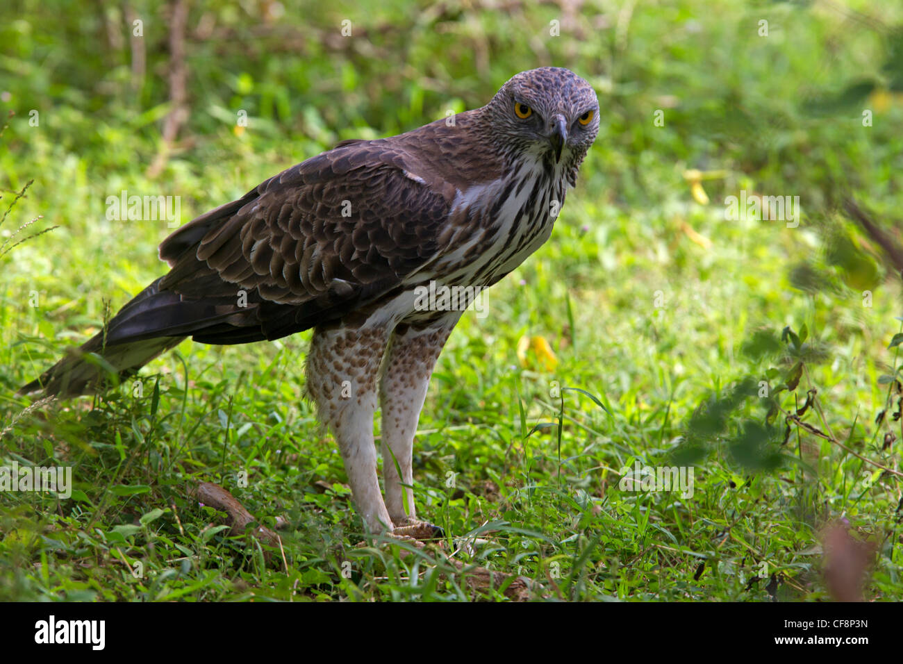 Changeable, crested hawk-eagle Stock Photo - Alamy
