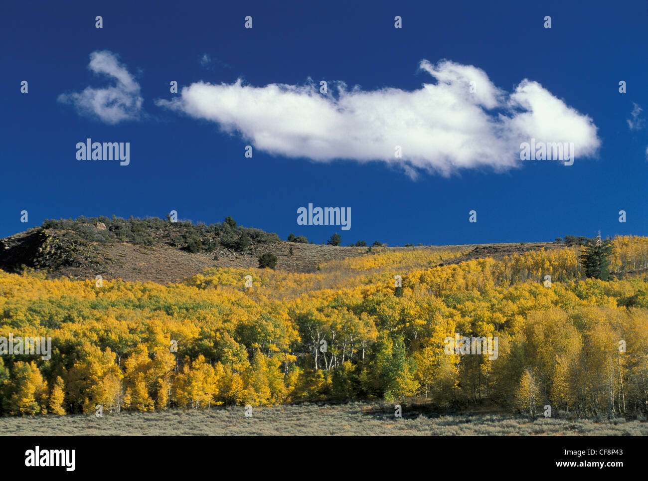 Autumn, aspen trees, eastern Sierra, California, USA, United States ...