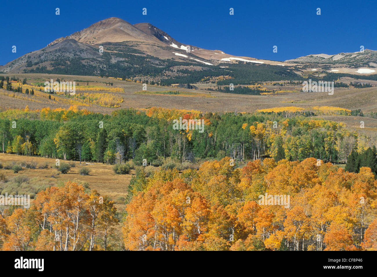 Autumn, aspen trees, eastern Sierra, California, USA, United States ...