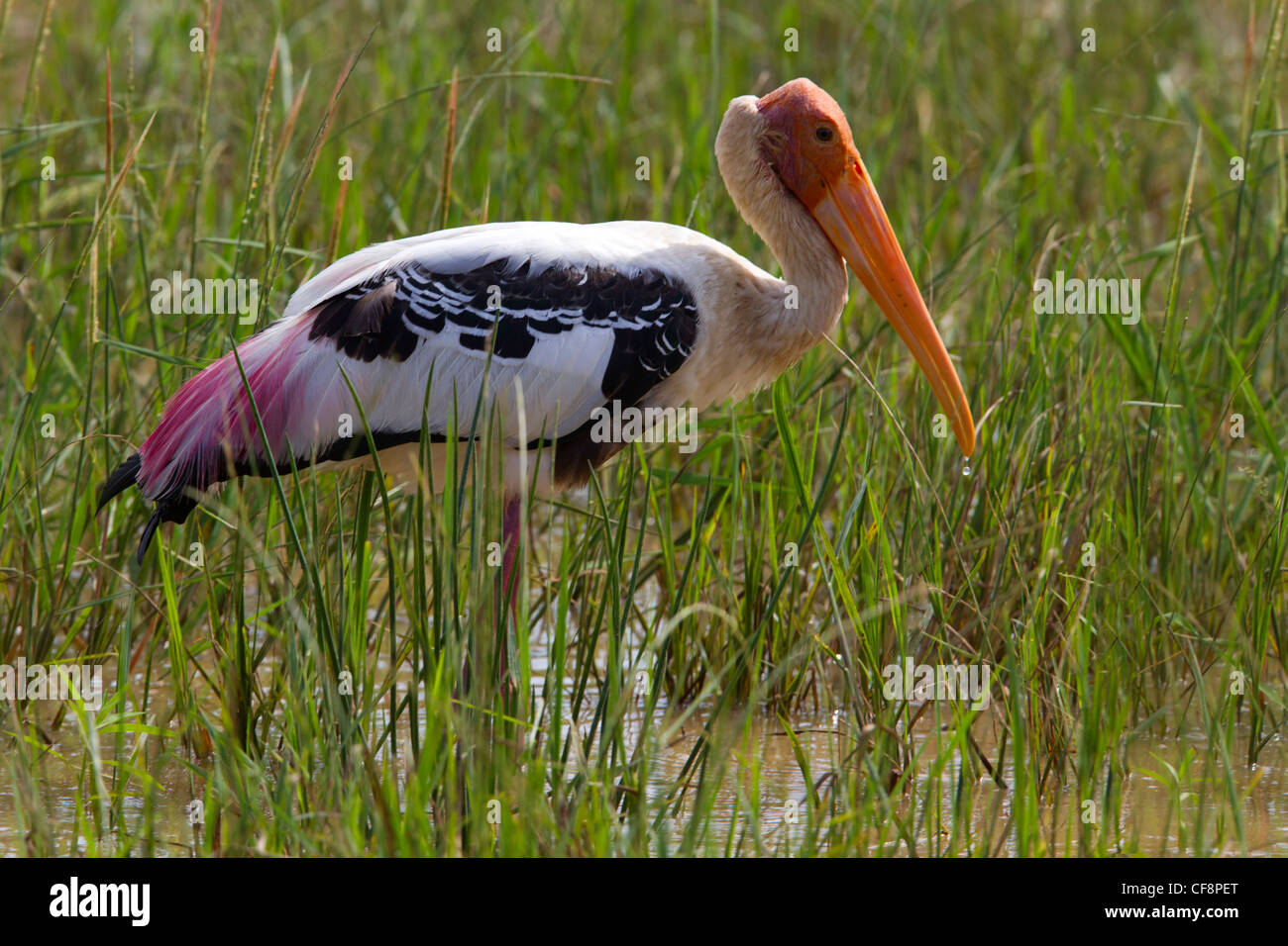 Painted_stork hi-res stock photography and images - Alamy