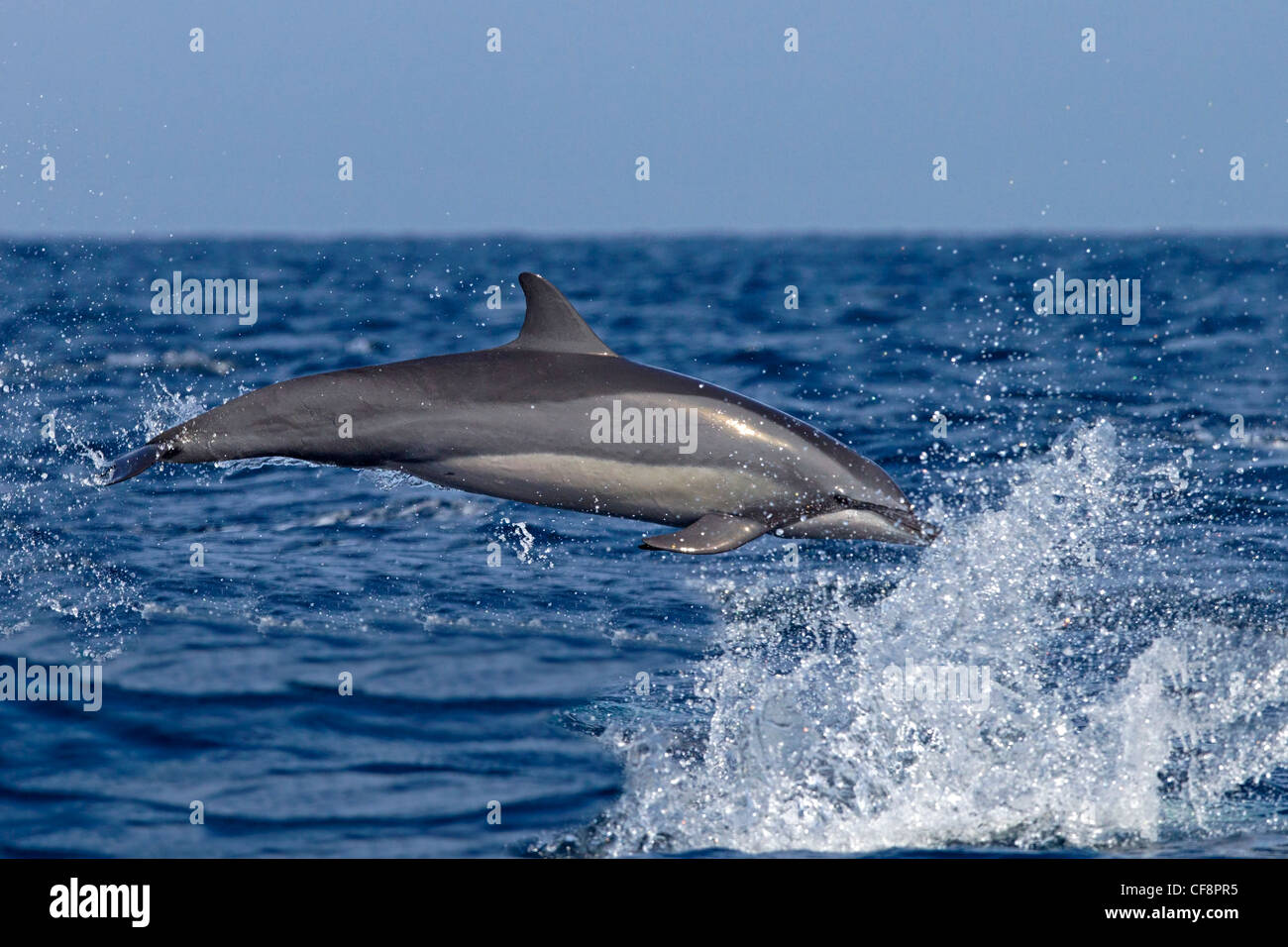 Long snouted dolphin hi-res stock photography and images - Alamy