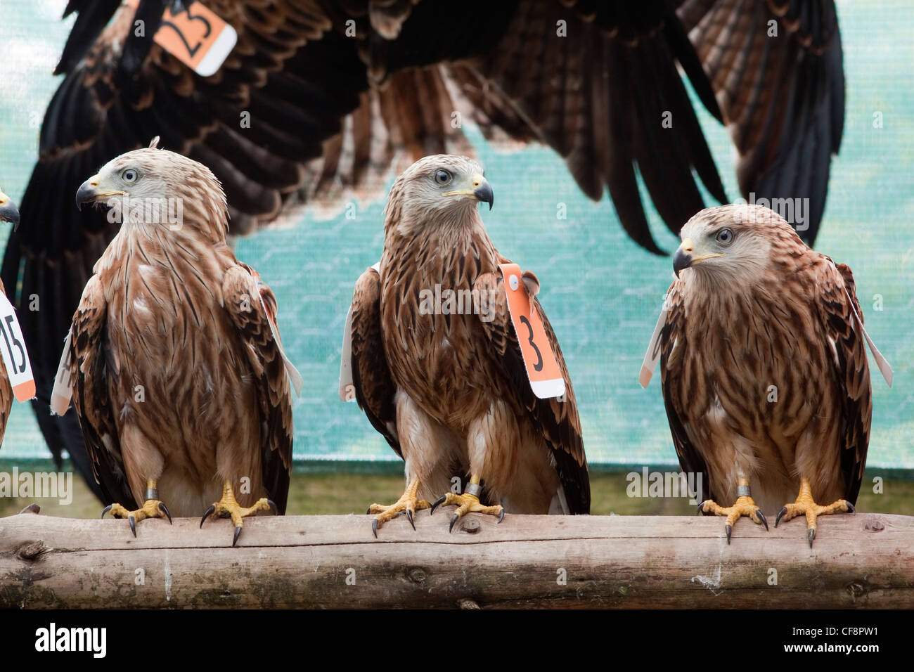 Red Kite Project High Resolution Stock Photography and Images - Alamy
