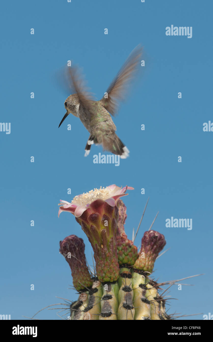 Hummingbird, bird, cactus flower, speed, hungry, feed, fly, sky ...