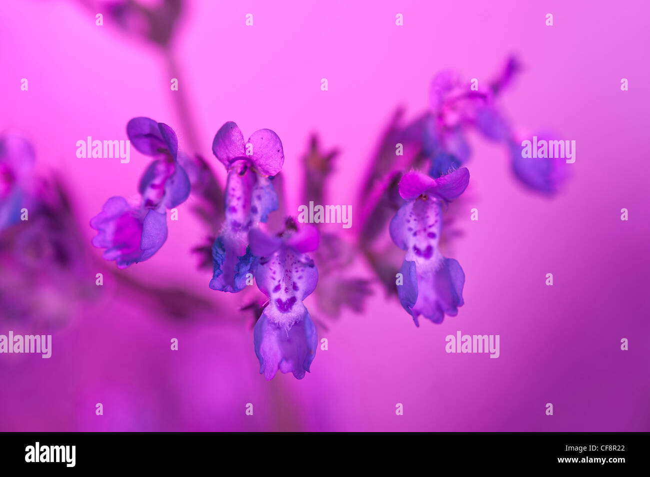 Blue Catmint, Nepeta faassenii, Flowers, Oregon, USA, United States ...