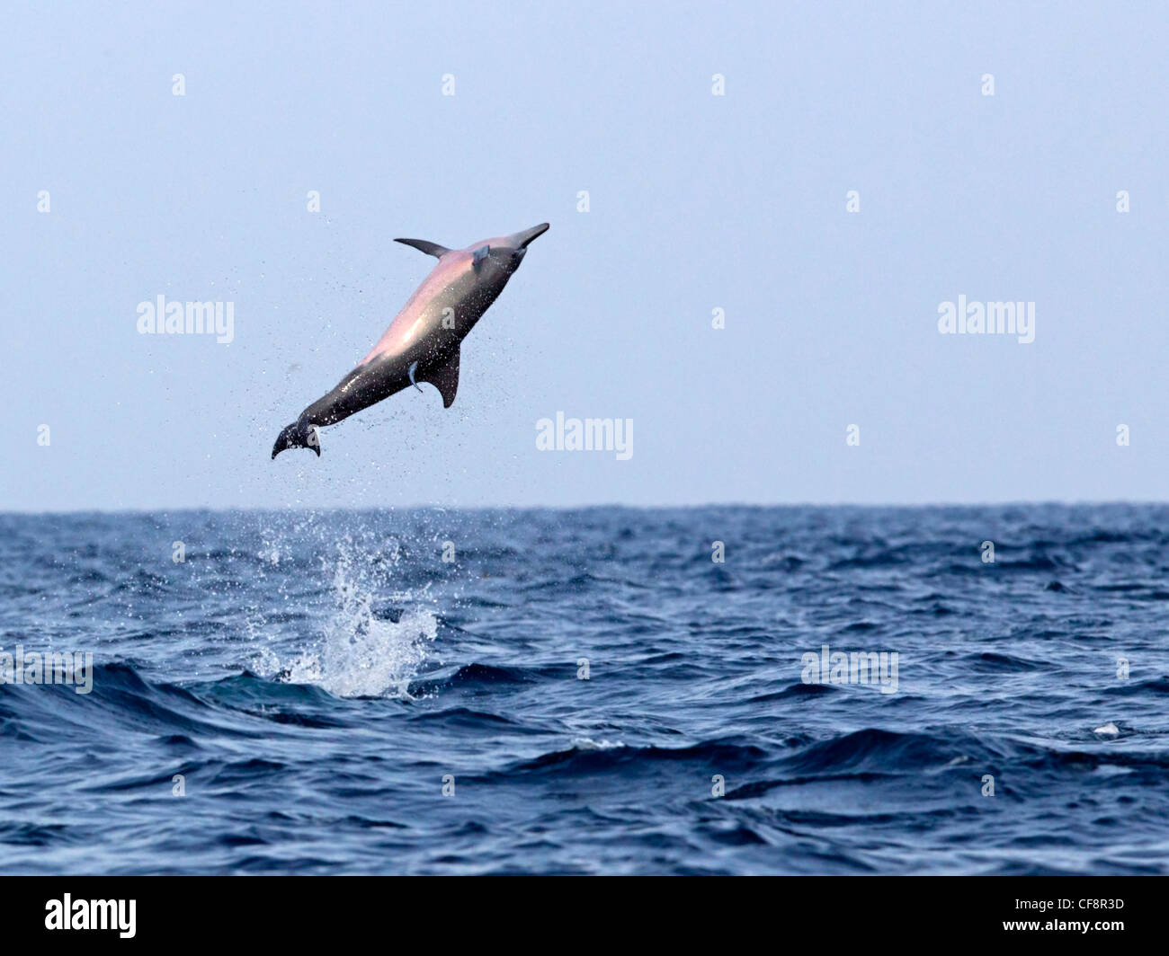 Leaping dolphin hi-res stock photography and images - Alamy