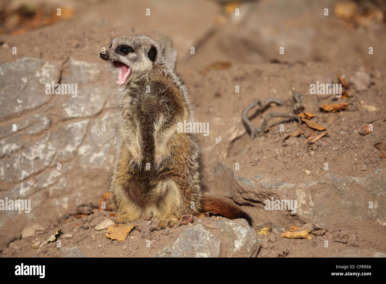 Meerkat mouth hi-res stock photography and images - Alamy