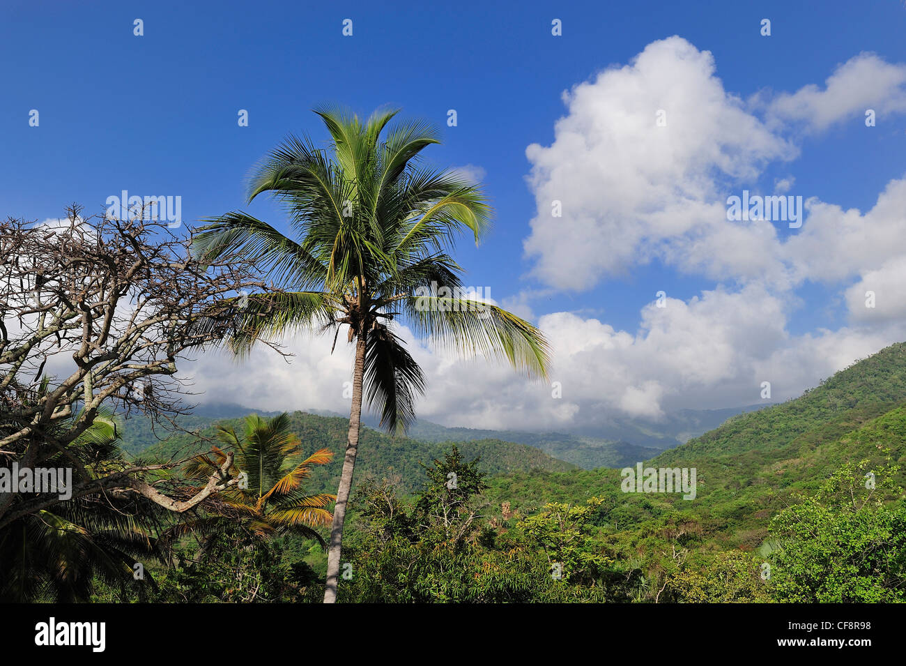 Bahoruco, Barahona, Dominican Republic, Caribbean, Rain forest ...
