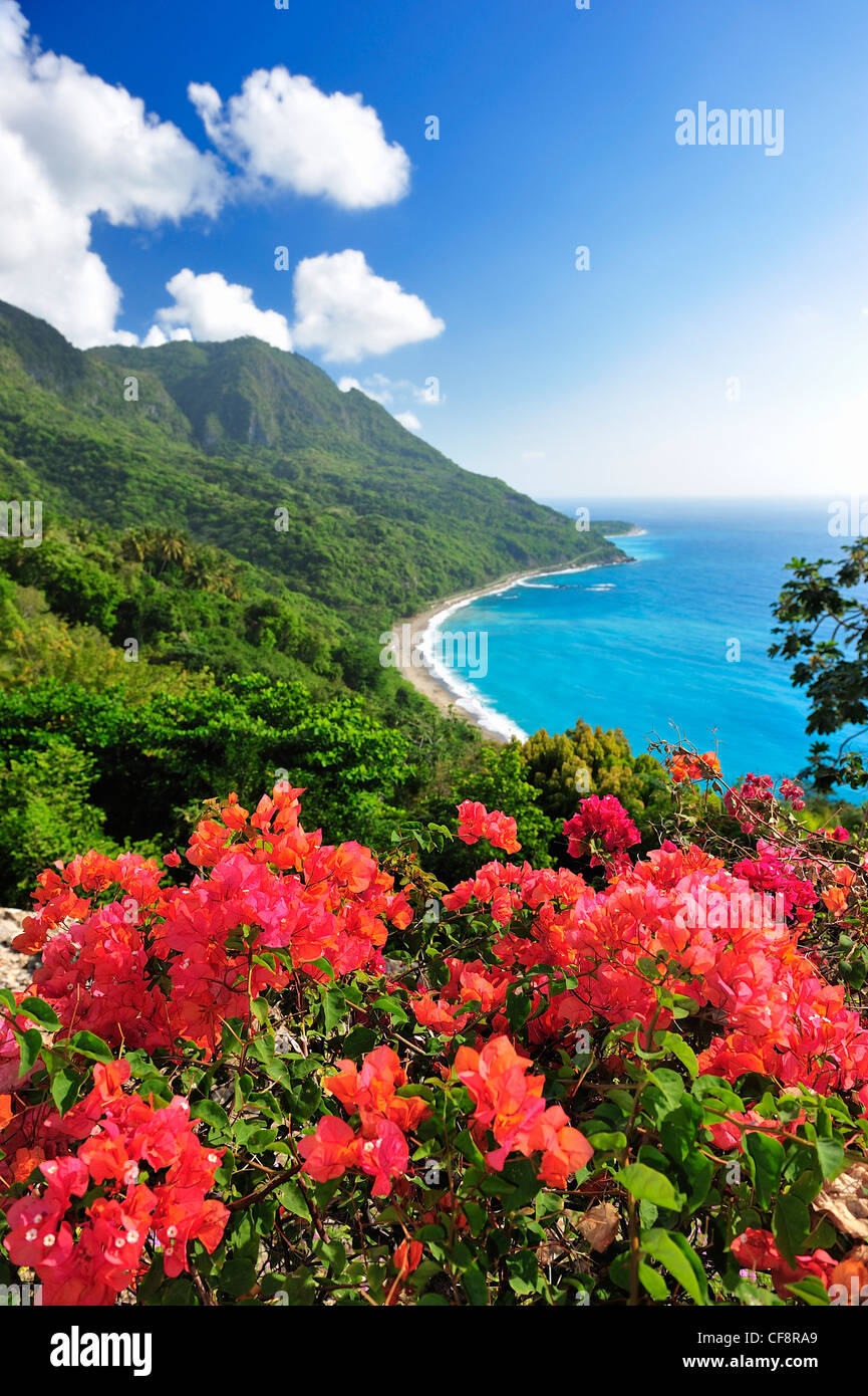 Coast, La Cienaga, Barahona, Dominican Republic, Caribbean, Flowers ...
