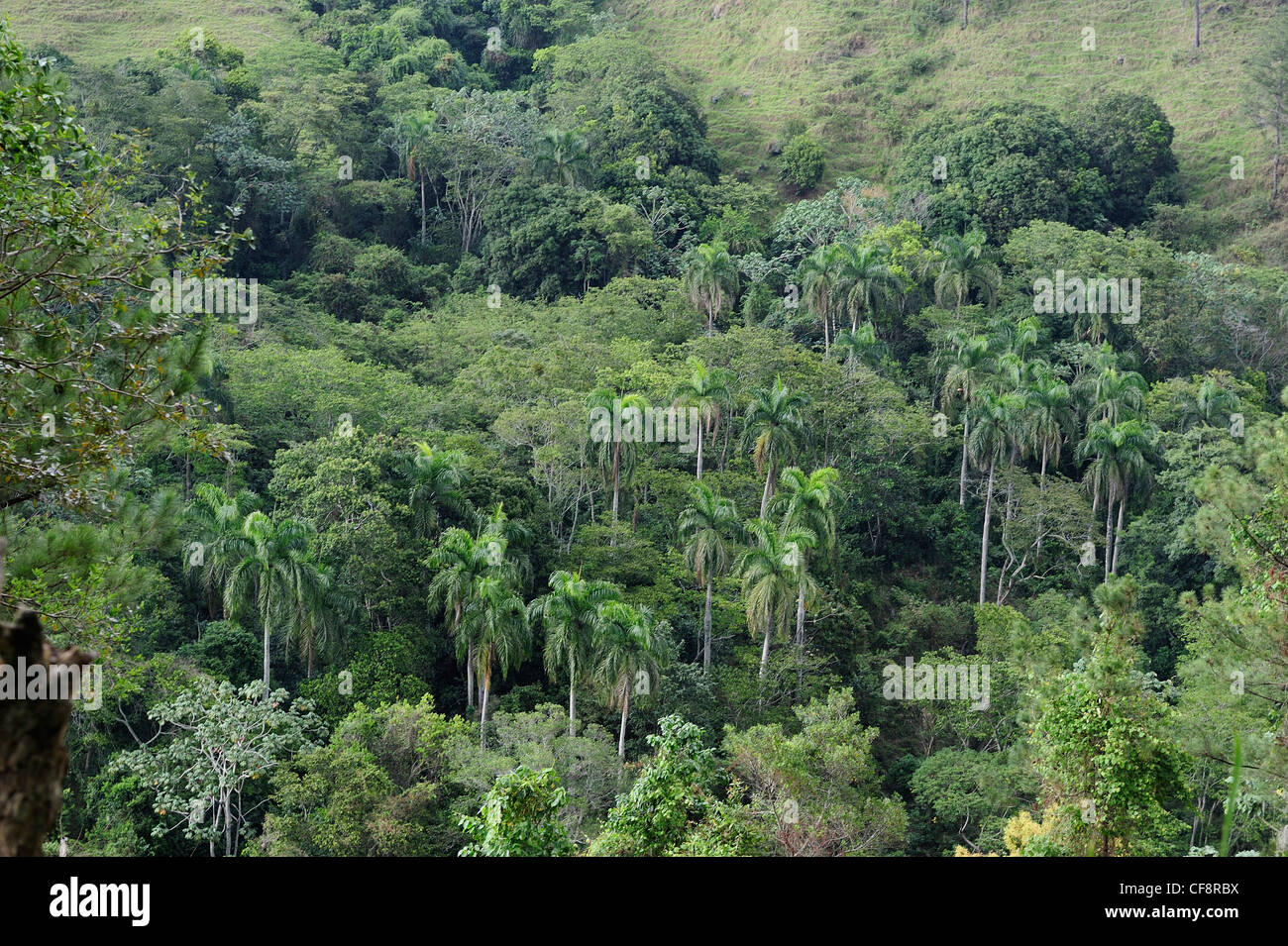 Landscape, Manabao, Dominican Republic, Caribbean, forest, rain forest ...