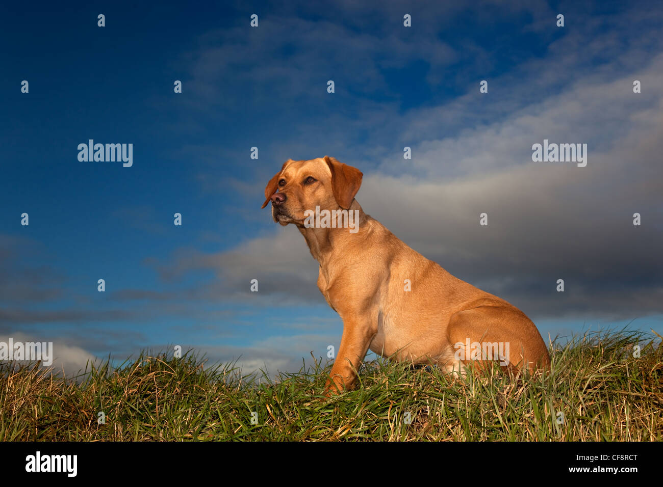 Yellow Labrador portrait Stock Photo - Alamy