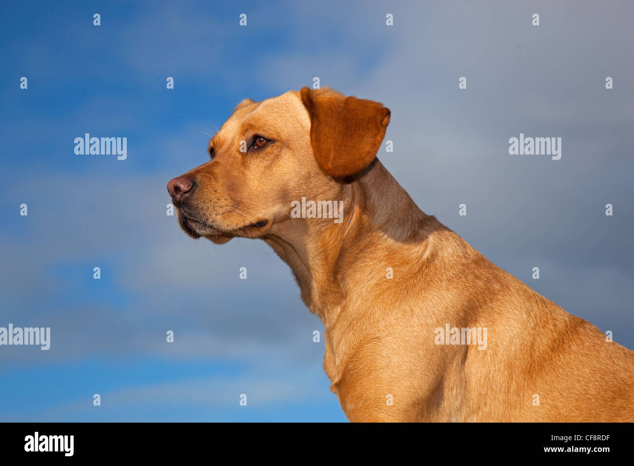 Yellow Labrador portrait Stock Photo - Alamy