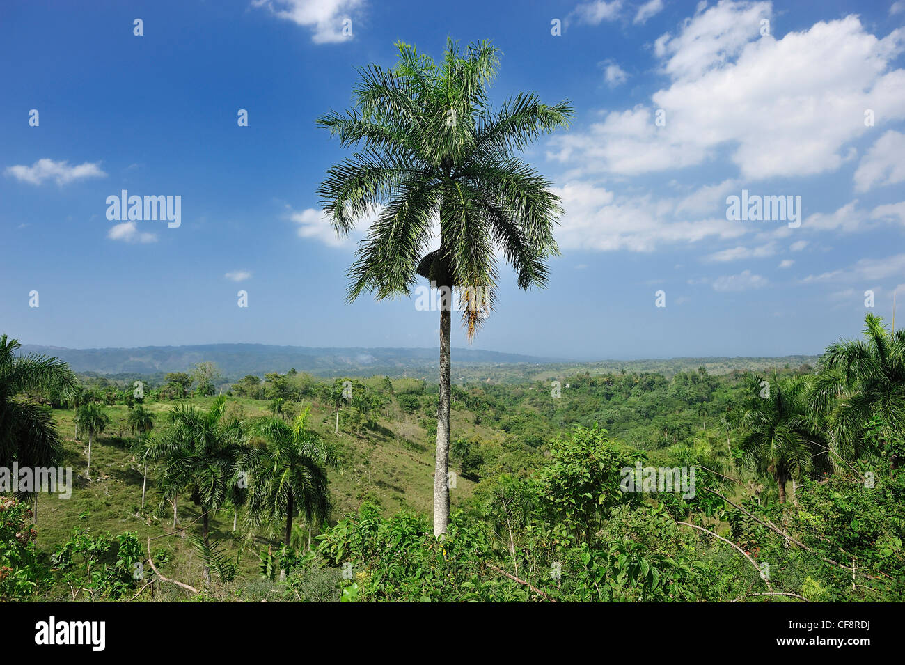 Hills, Puerto Plata, Dominican Republic, Caribbean, landscape, forest ...