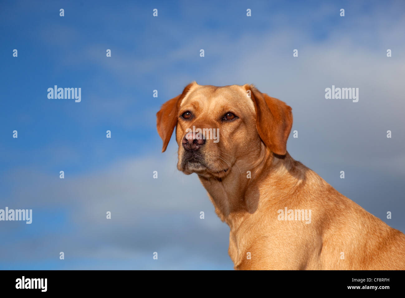 Yellow Labrador portrait Stock Photo - Alamy