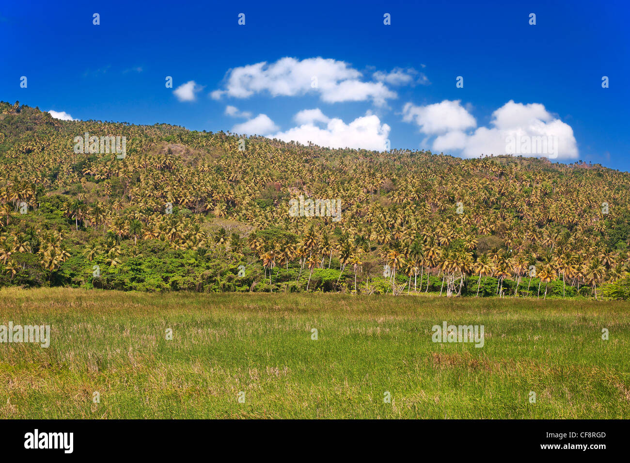 Swamp, Palm trees, Samana, Dominican Republic, Caribbean, nature Stock ...