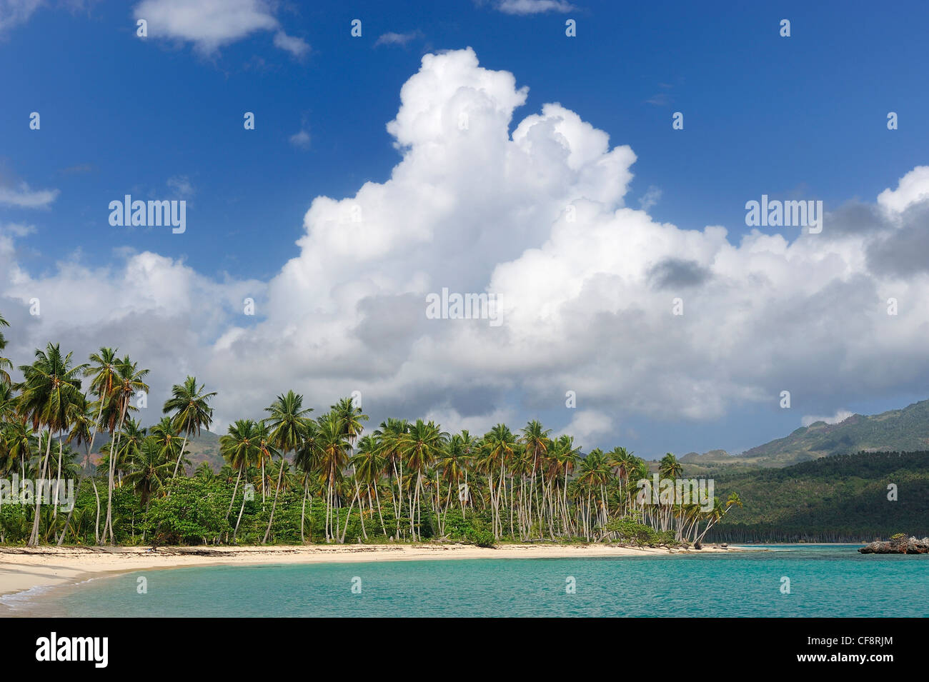 Palm trees, Playa Rincon, Las Galeras, Samana, Dominican Republic ...