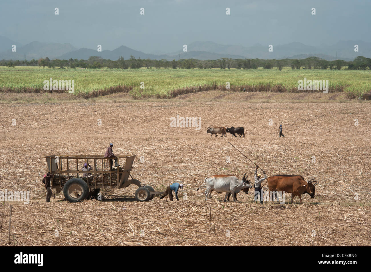 Sugar cane, harvest, ox carts, Dominican Republic, Caribbean ...