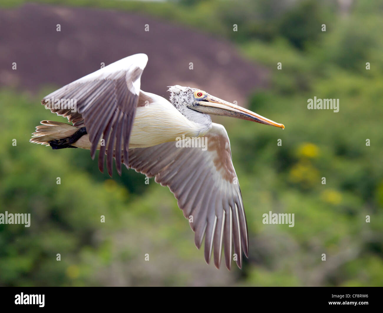 Spot-billed pelican in flight Stock Photo - Alamy
