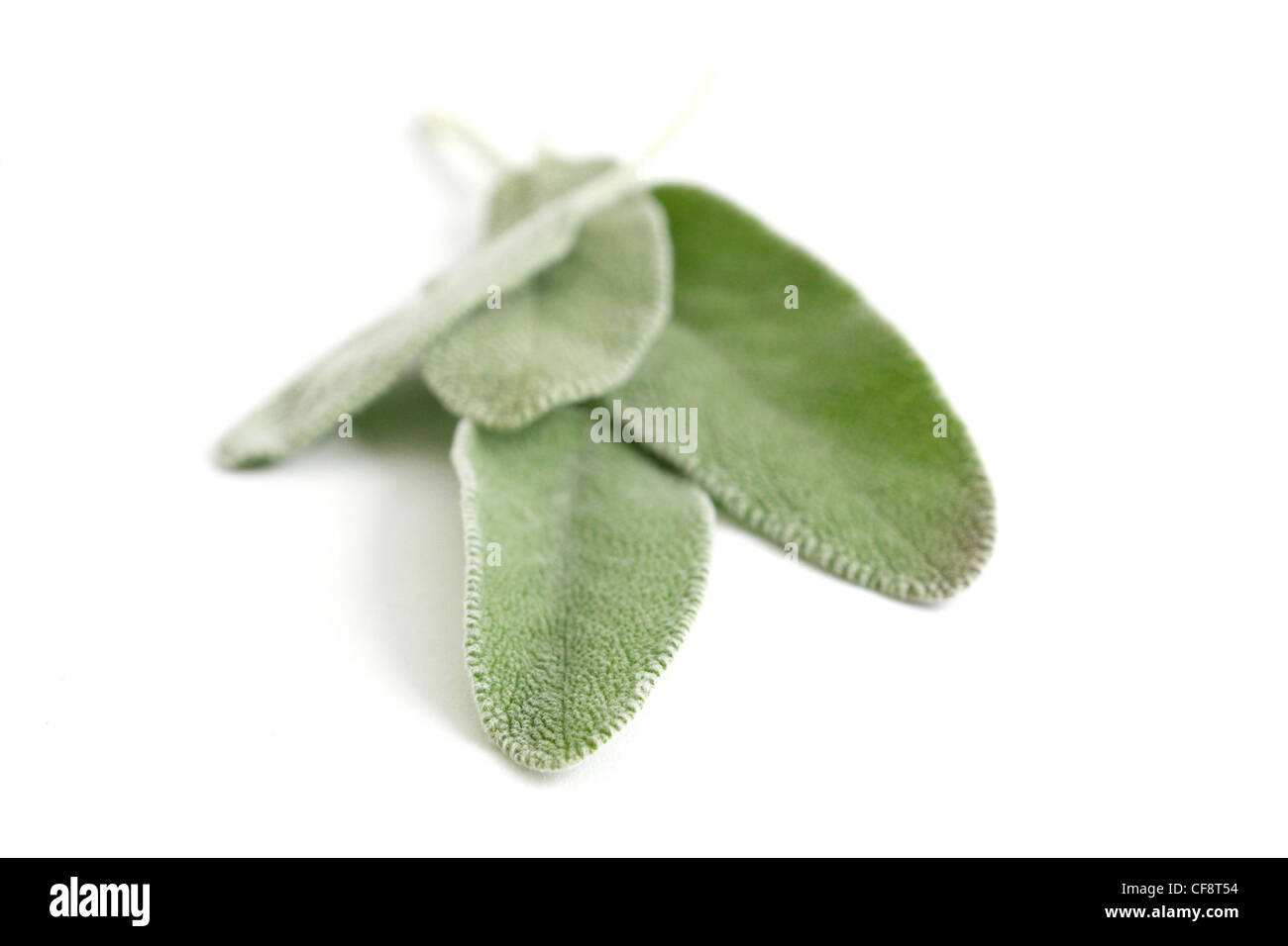 Sage on an isolated background Stock Photo - Alamy