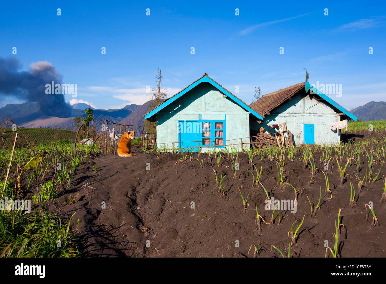 Cemoro Lawang, Indonesia, Asia, Java, village, houses, homes, fields ...