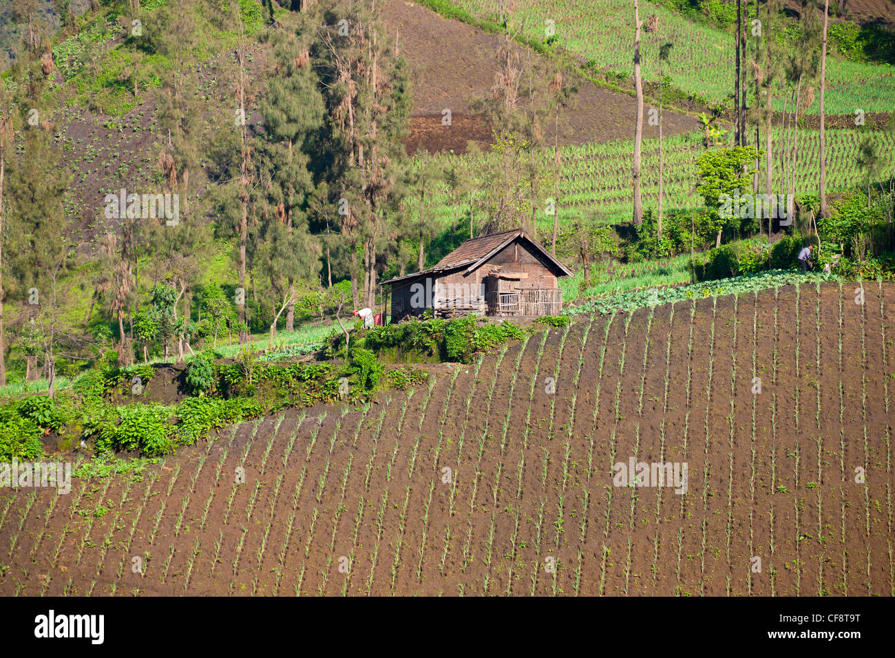 Cemoro Lawang, Indonesia, Asia, Java, village, house, home, fields ...