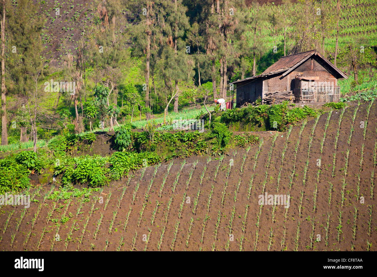 Cemoro Lawang, Indonesia, Asia, Java, village, house, home, fields ...