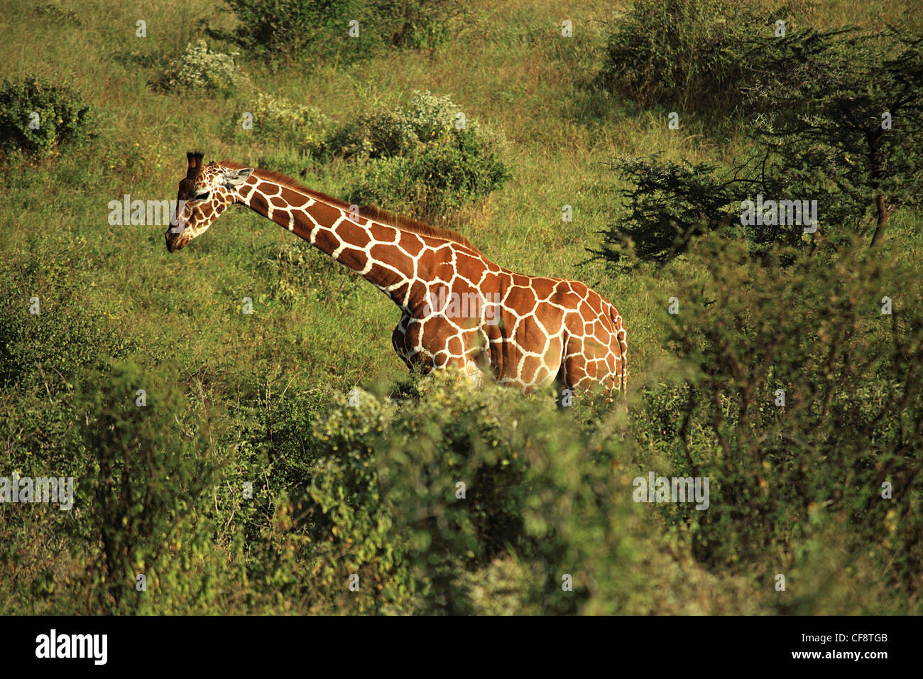 Single giraffe in Samburu in the Rift Valley Stock Photo - Alamy