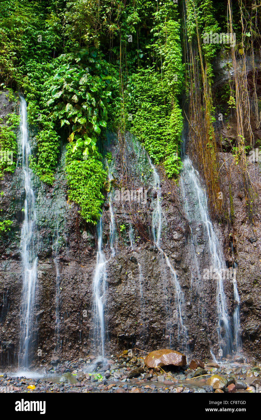 Gedongkayang, Indonesia, Asia, Java, primeval forest, jungle, rain ...