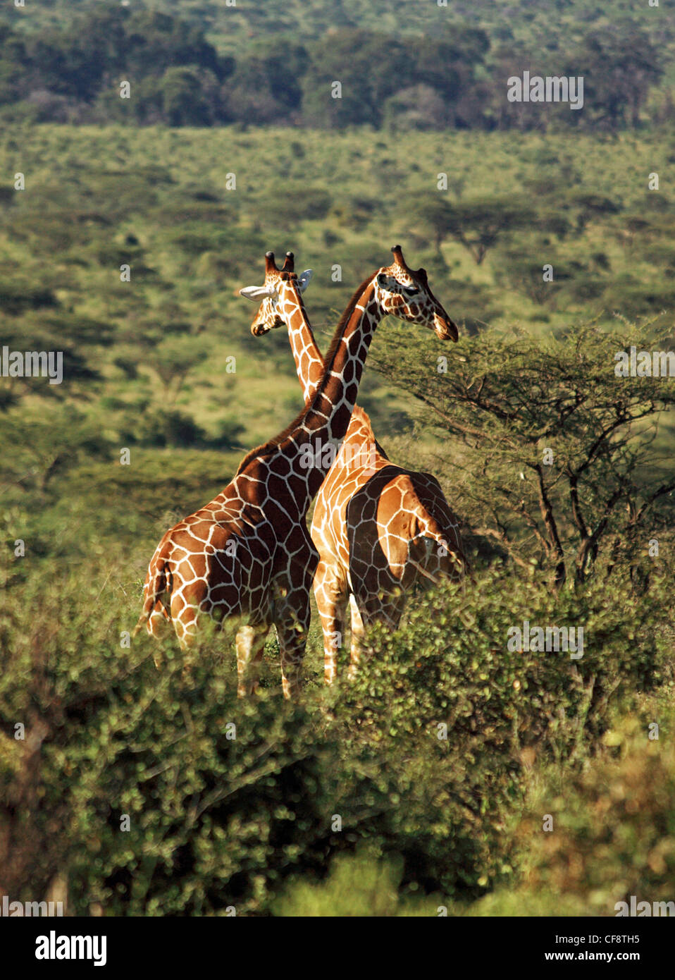 Two Reticulated giraffes in the Rift Valley Stock Photo - Alamy