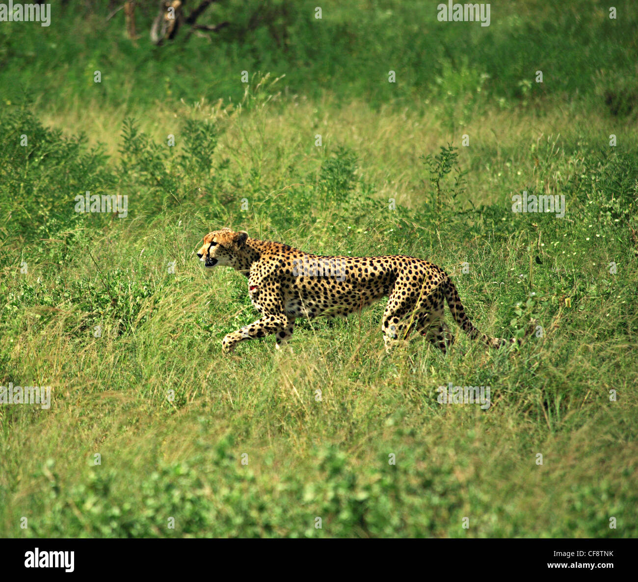 Cheetah running through the grass, Samburu National Park Stock Photo ...