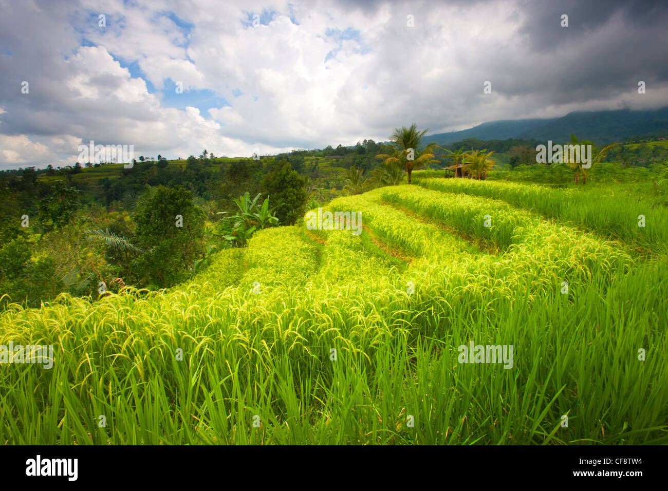 Jatiluwih, Indonesia, Asia, Bali, rice fields, rice, cultivation ...
