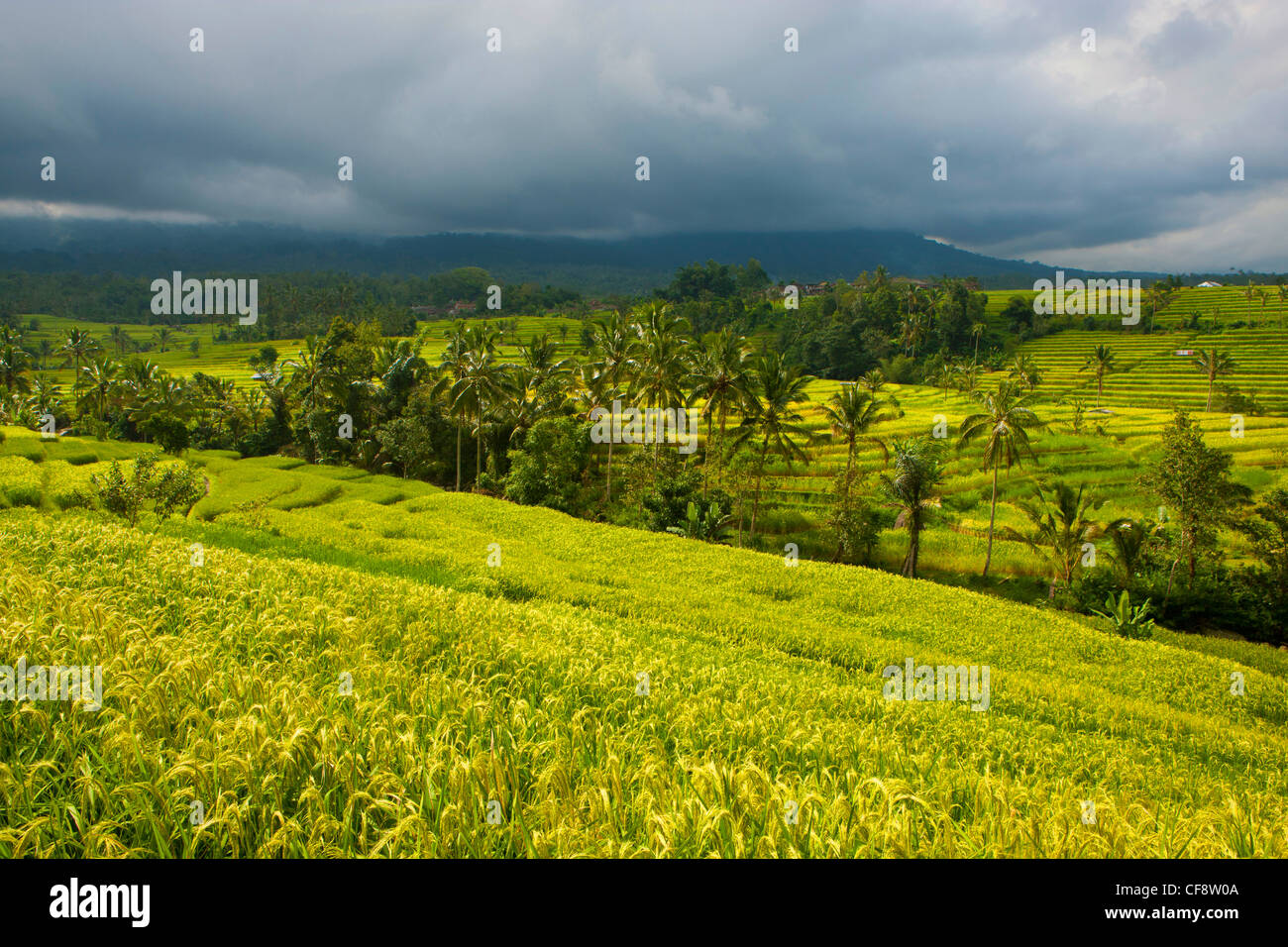 Jatiluwih, Indonesia, Asia, Bali, rice fields, rice, cultivation ...