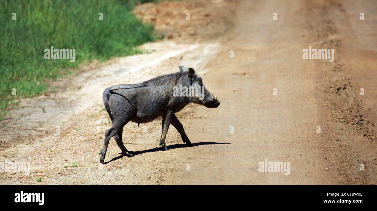 Warthog, Phacochoerus africanus, crossing a dirt track in the Rift ...