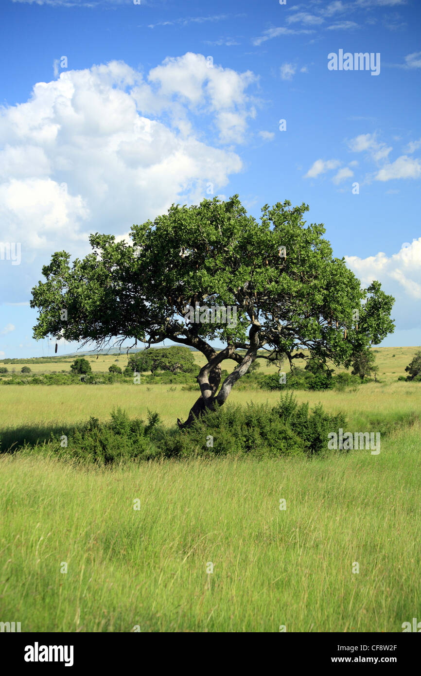 Sausage tree, Masai Mara National Reserve. Kigelia is a genus of ...