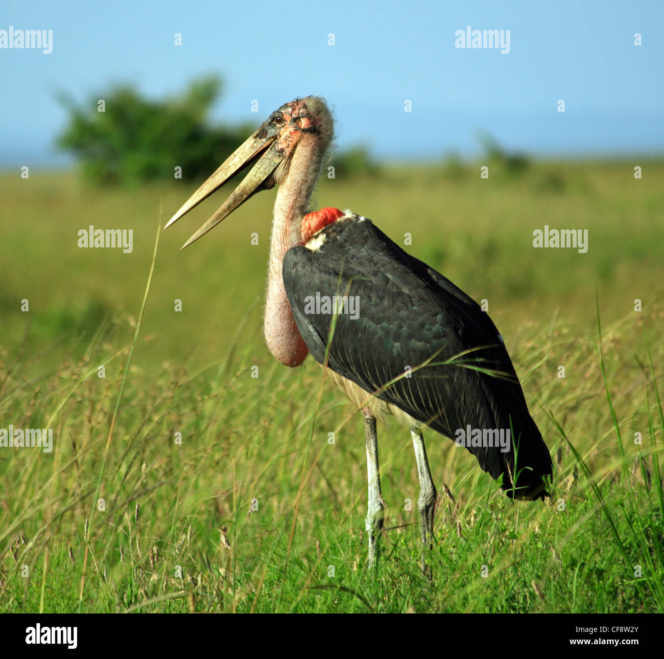 Marabou Stork, Leptoptilos crumeniferus, is a large wading bird in ...