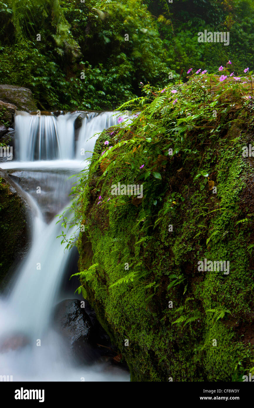 Jumog, Indonesia, Asia, Java, primeval forest, jungle, rain forest ...